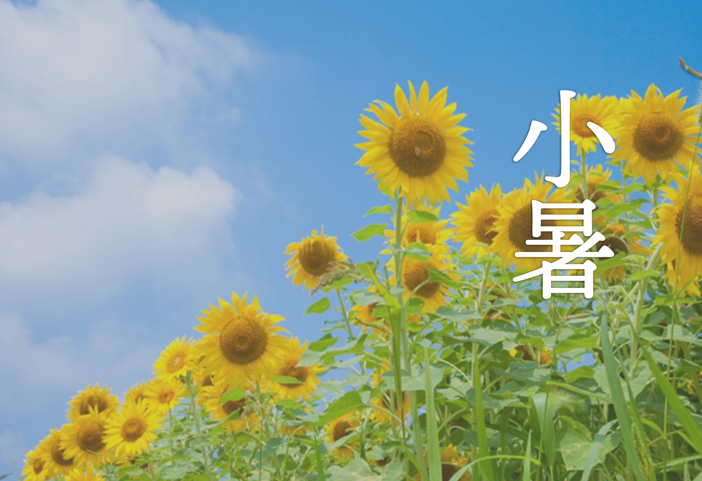 小暑（しょうしょ） | 暦のおはなし | STORE BLOG | Calendia