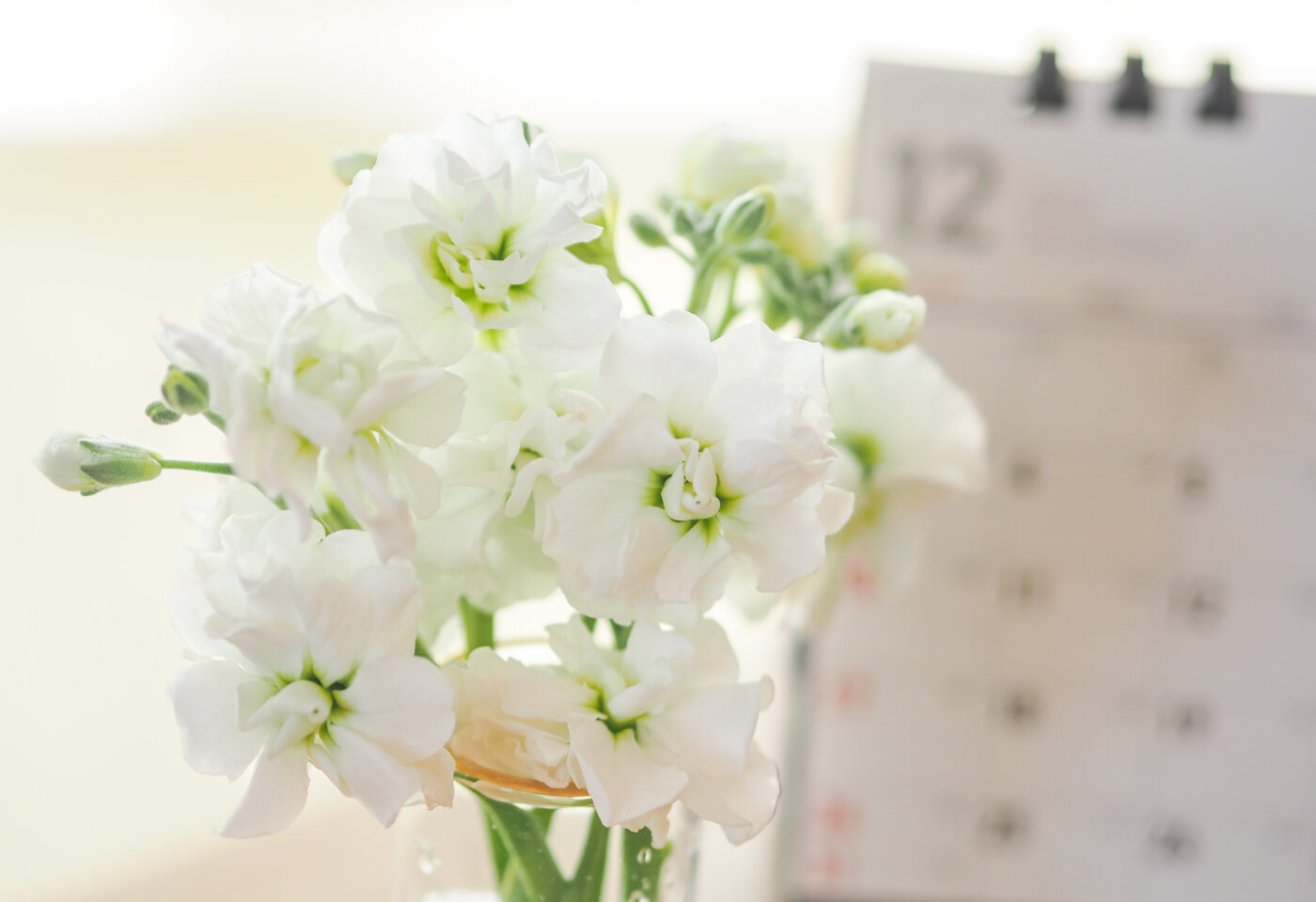 こよみと一輪 12がつ [ブルーアイス／ストック] | Calendia