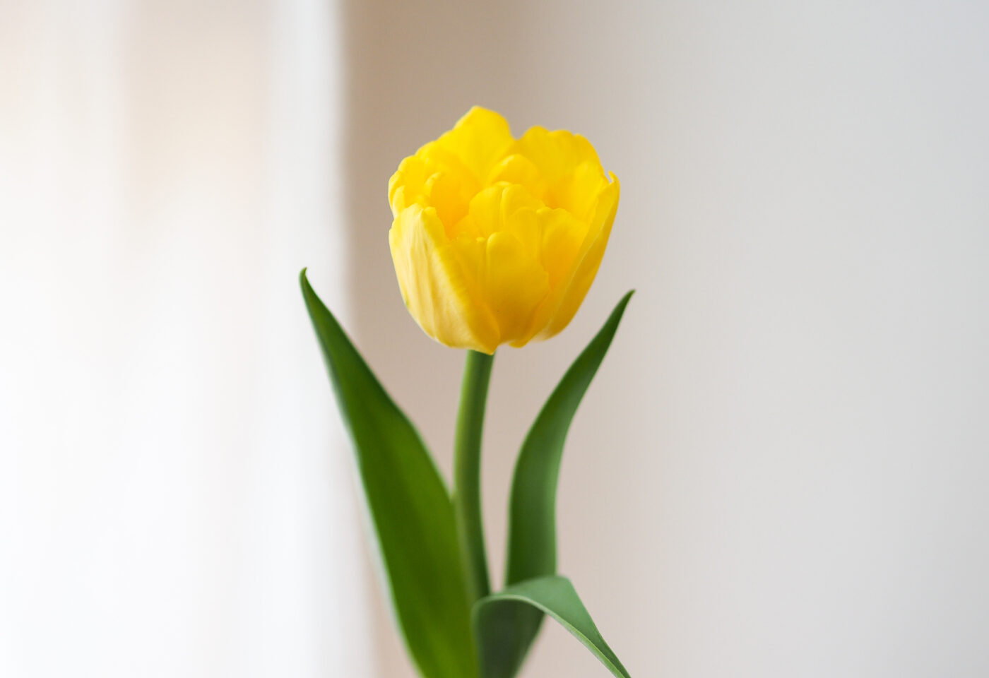 こよみと一輪 3がつ [スイートピー／チューリップ] | Calendia