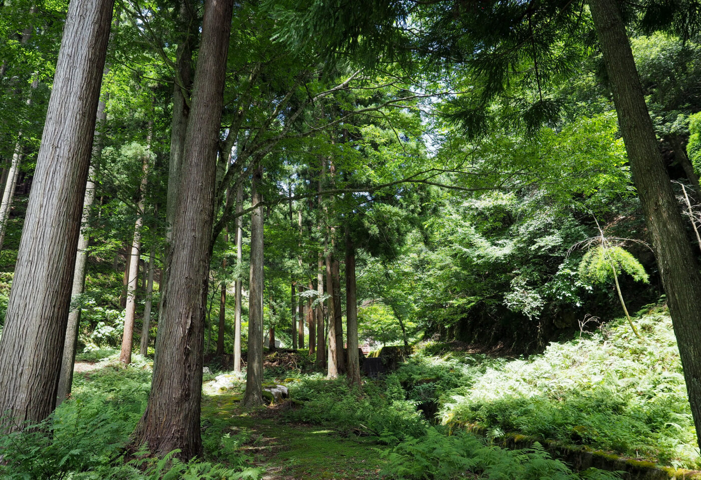 季節の福だより ー夏の特大号 暦会館前編ー | Calendia