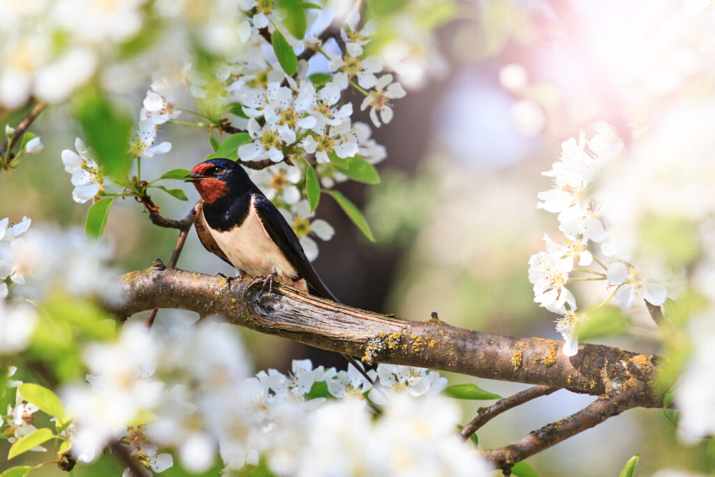 福よ こいこい 縁起物 ＜4月＞ | Calendia