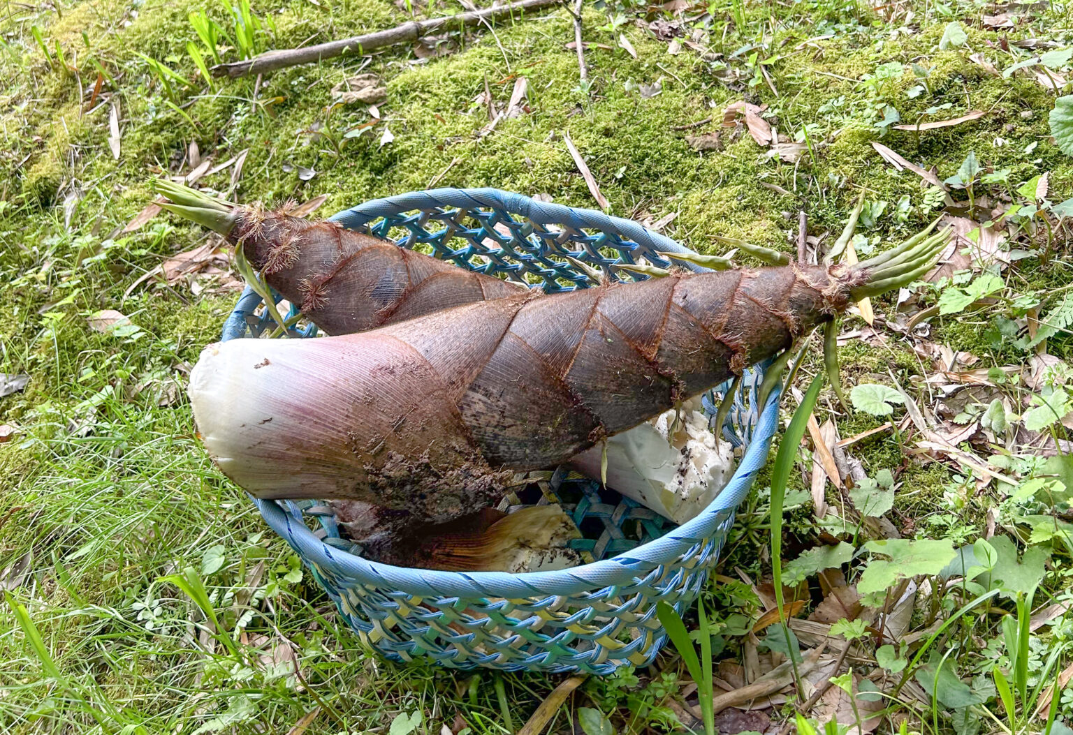 福よ こいこい 縁起物 ＜4月＞ | Calendia