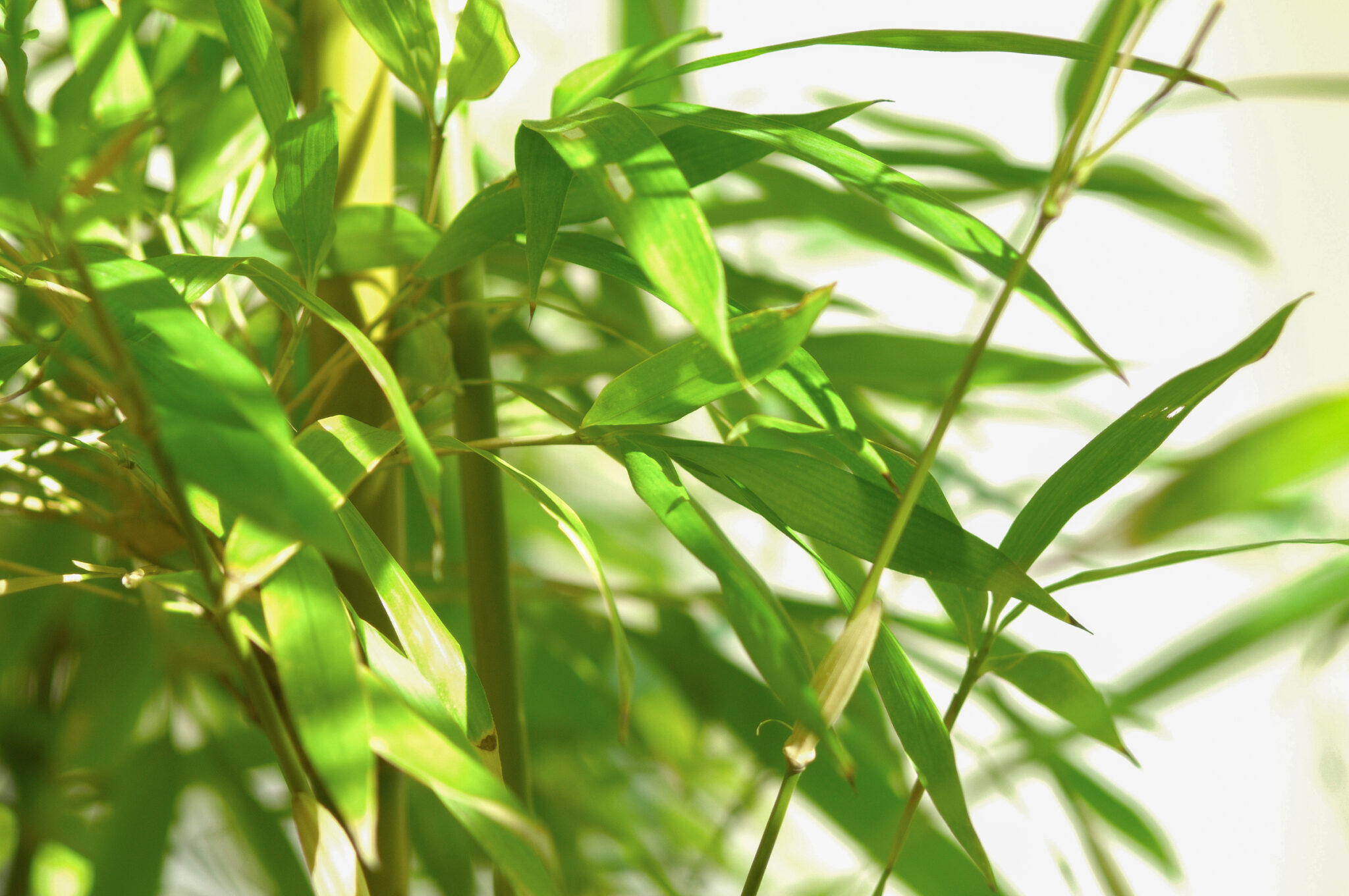 福よ こいこい 縁起物 ＜7月＞ | Calendia